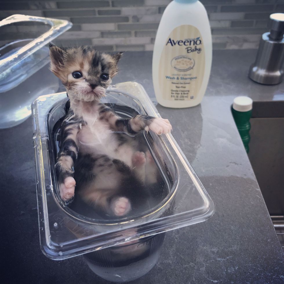 Former Marine Saves Little Calico Kitten Who Is In Need of Motherly ...