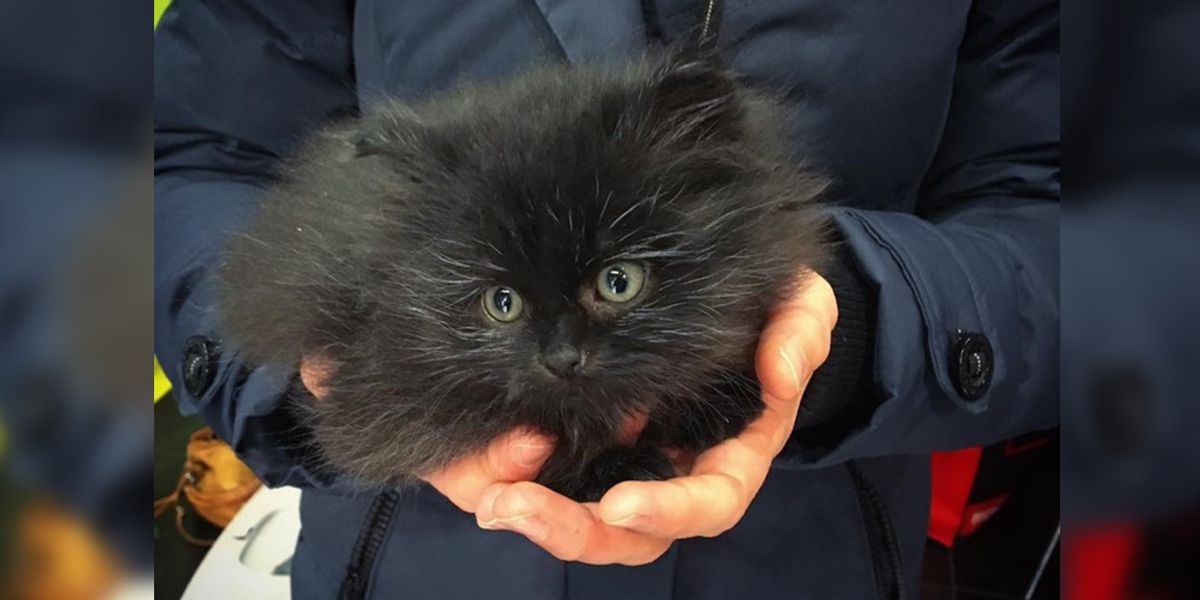 Woman Never Stops Searching for Alley Kitten Despite That Others Think ...