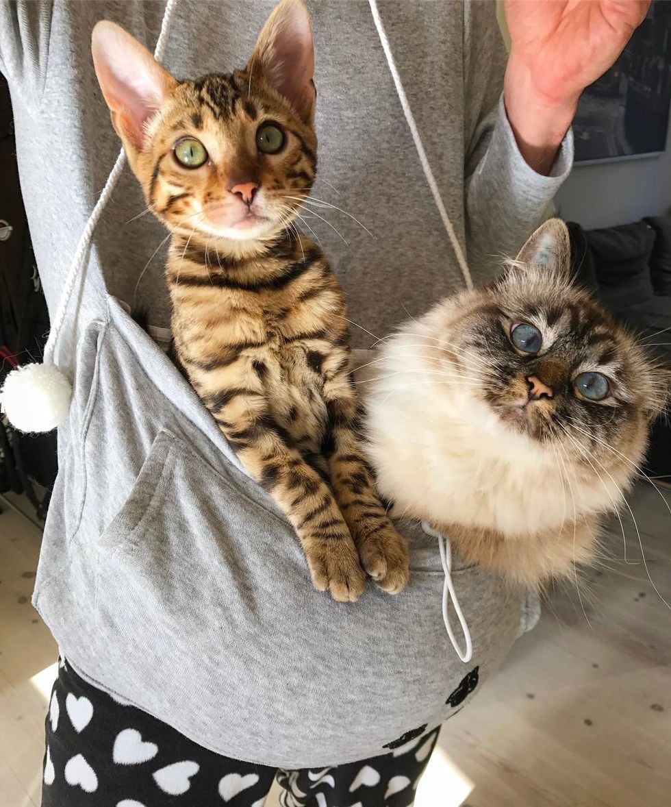 Shy Cat Meets Overly-attached New Kitten Who Is Determined to Get Her ...