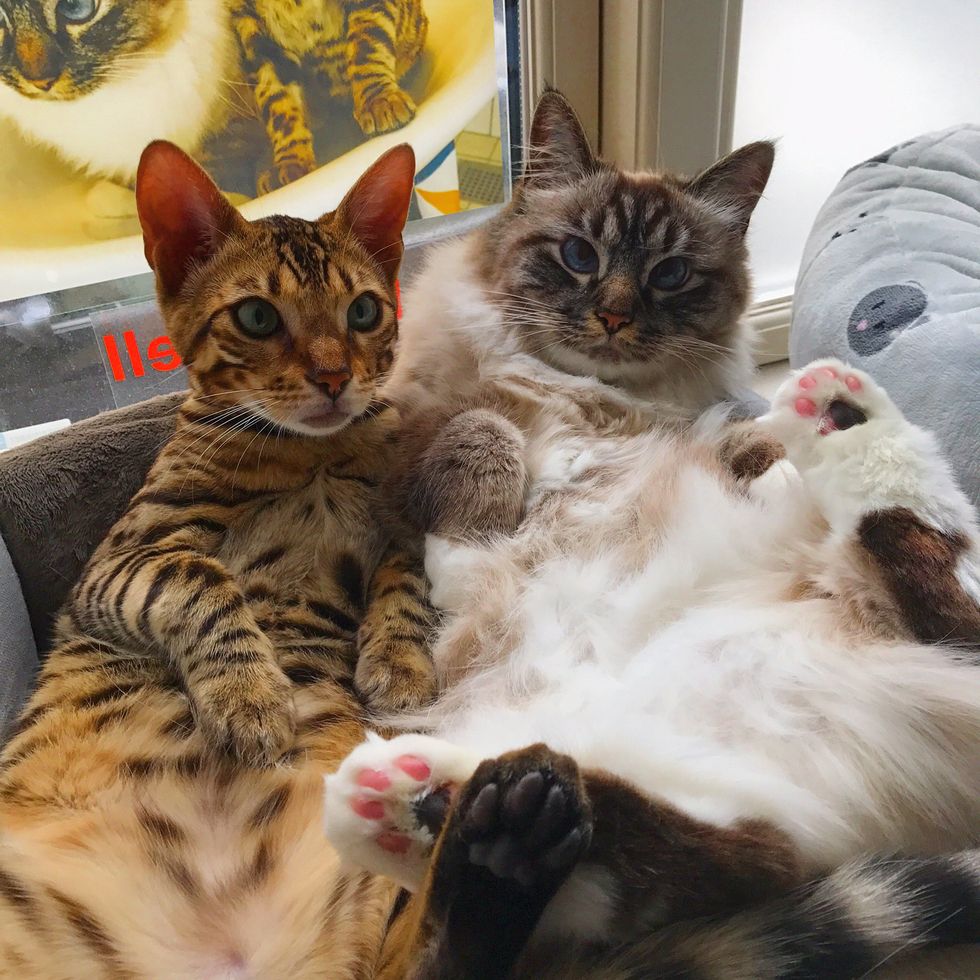 Shy Cat Meets Overly-attached New Kitten Who Is Determined to Get Her ...