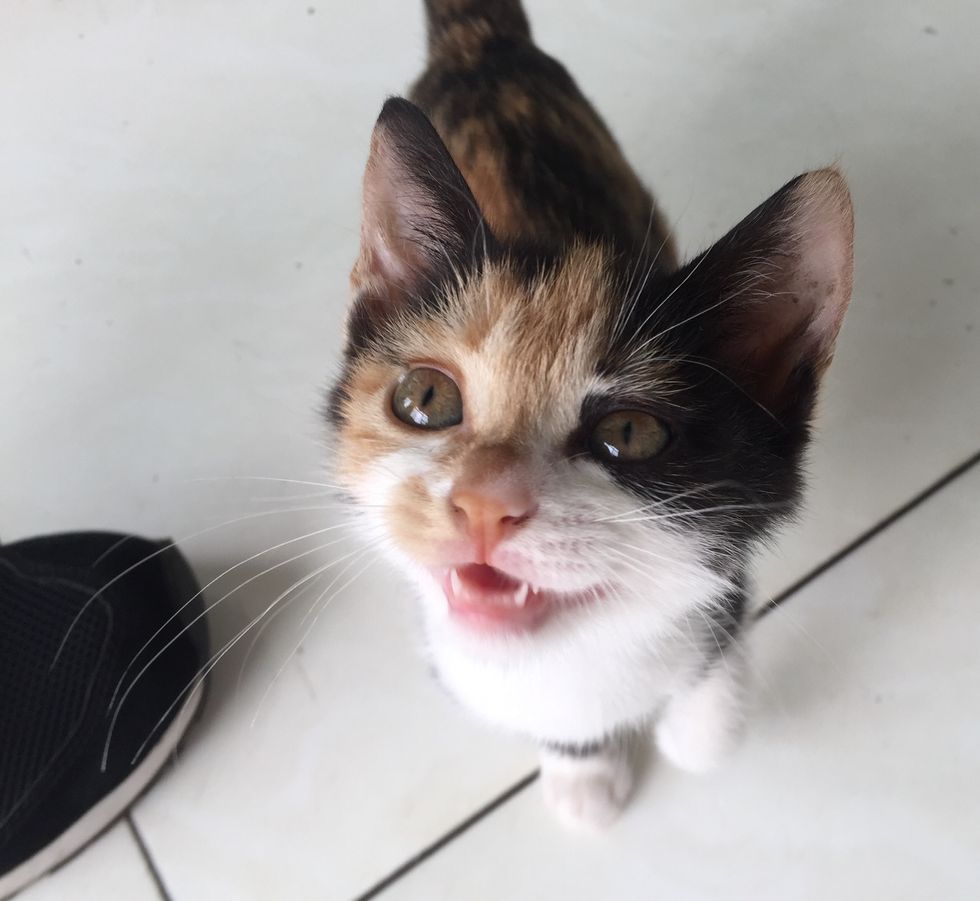 Man Saved Scrawny Kitten Who Was Rejected By Her Mom And Brought Her Up
