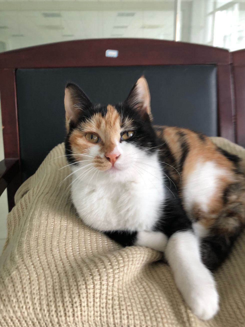 Man Saved Scrawny Kitten Who Was Rejected By Her Mom And Brought Her Up