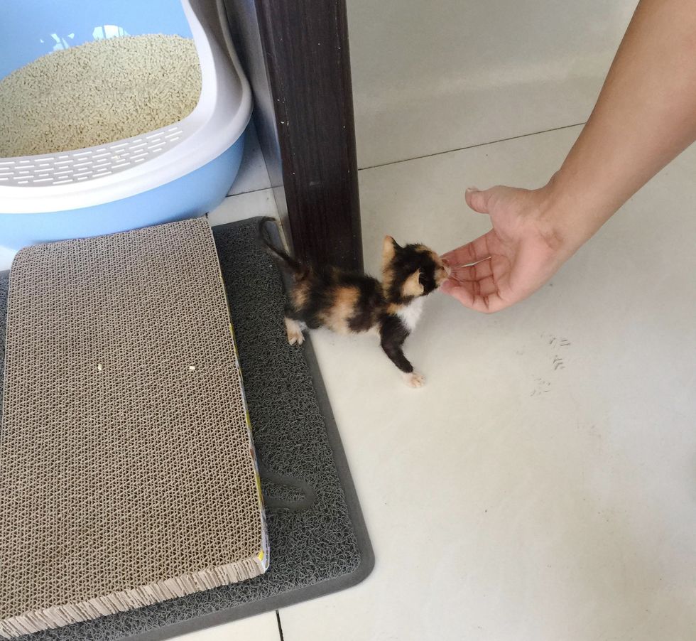 Man Saved Scrawny Kitten Who Was Rejected By Her Mom And Brought Her Up