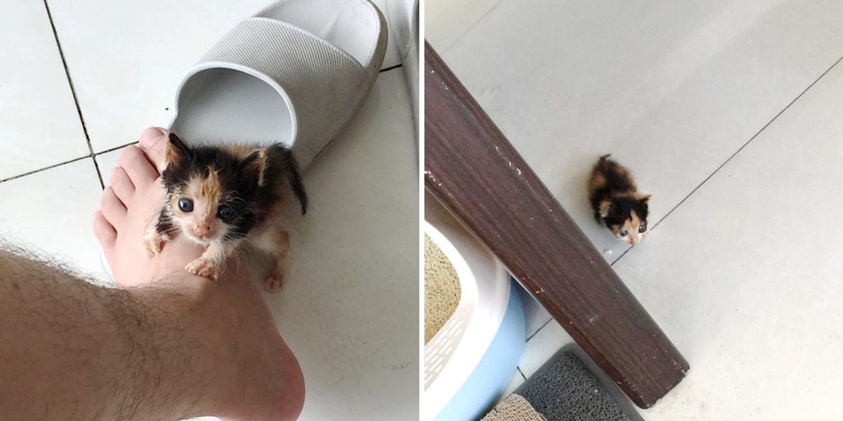 Man Saved Scrawny Kitten Who Was Rejected By Her Mom And Brought Her Up