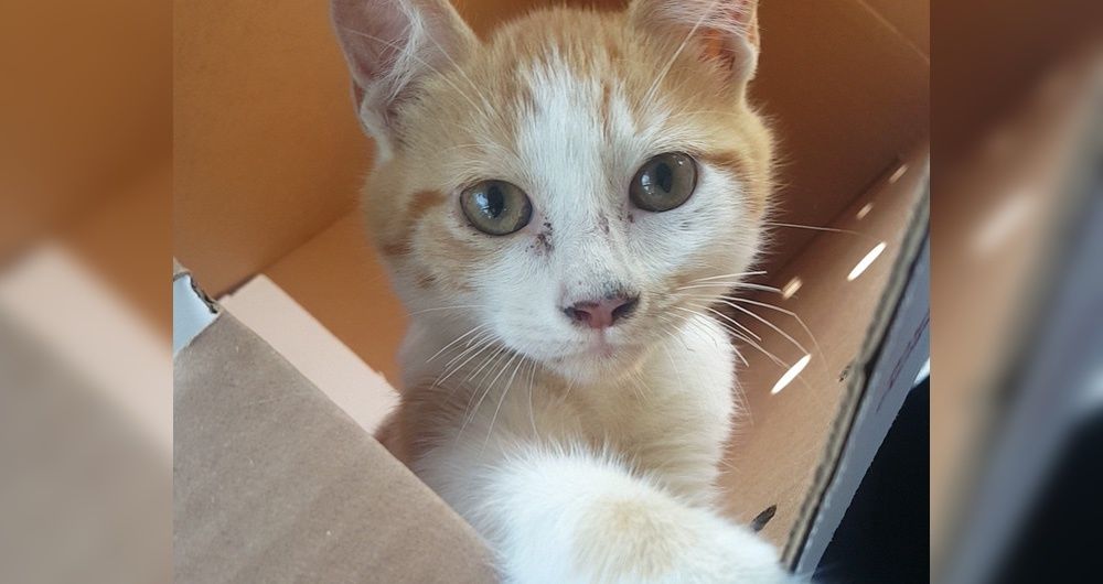 Man Who Saved Cat From Shelter Before Hurricane, Went to Adopt Another ...