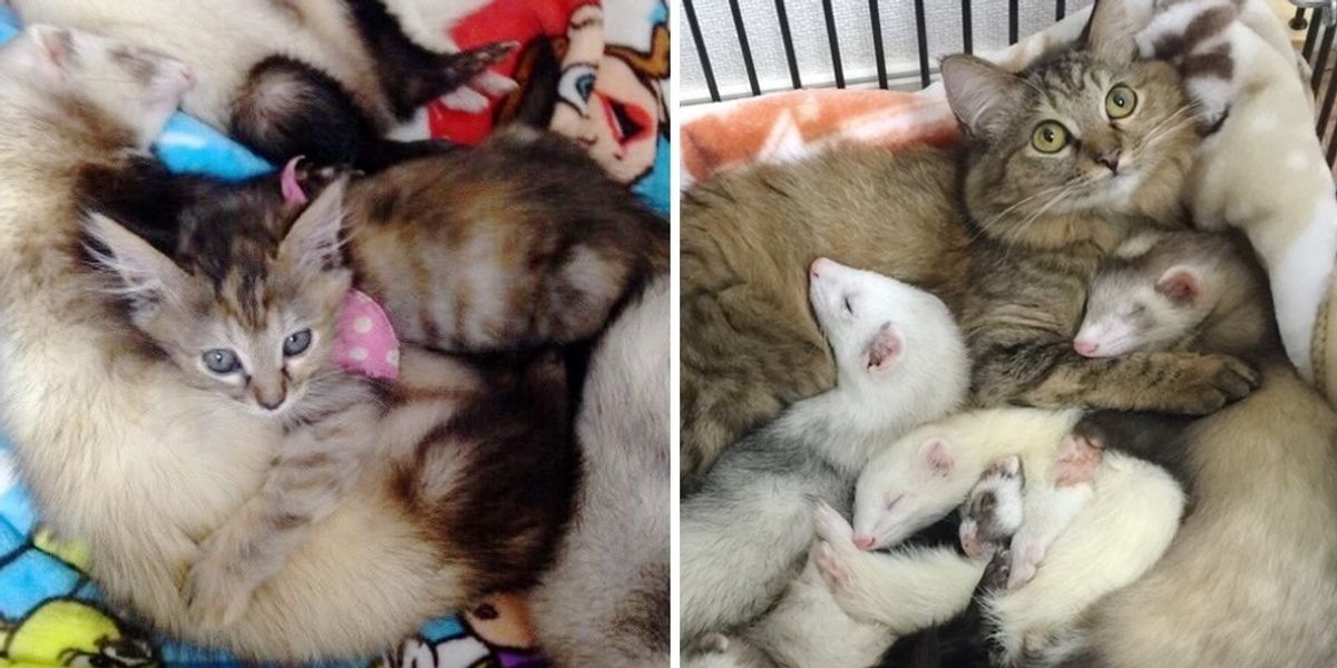 Orphaned Kitten Adopted by Unlikely Friends Now Thinks She's Part Ferret - Love Meow