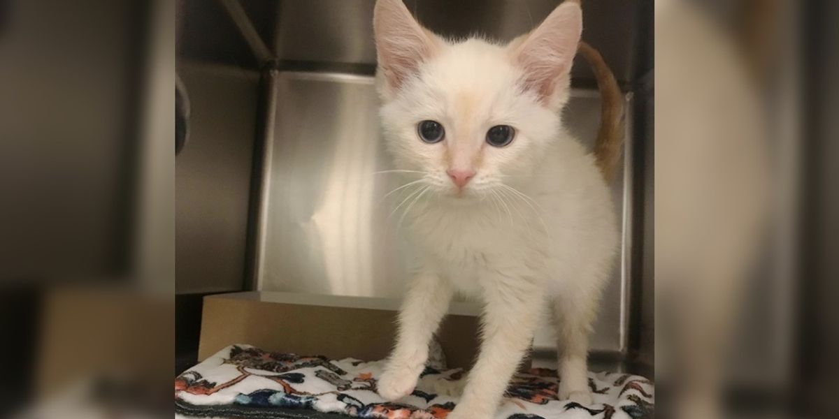 Last Kitten at Shelter Reaches Out To Woman and Asks Her to Take Her ...
