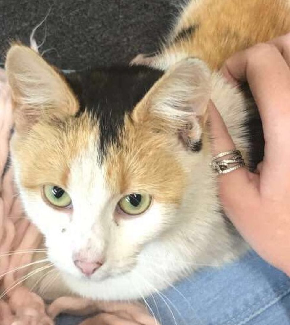 Stray Cat Brings Her Kitten to Kind Woman - She Follows the Mama and ...