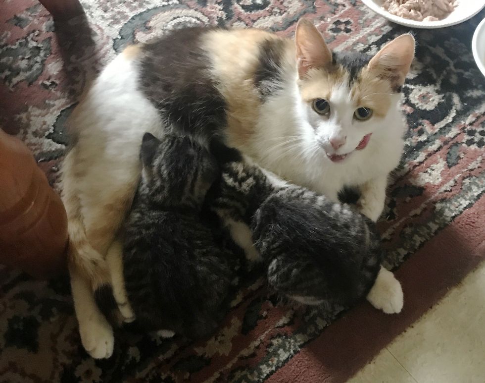 Stray Cat Brings Her Kitten to Kind Woman - She Follows the Mama and ...