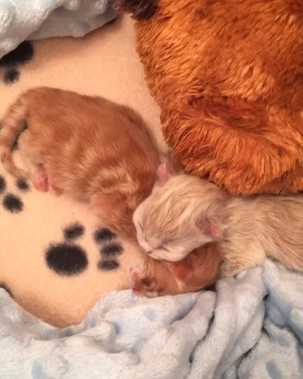 Woman Brings Kittens Back From the Brink and Raises Them into Gorgeous ...