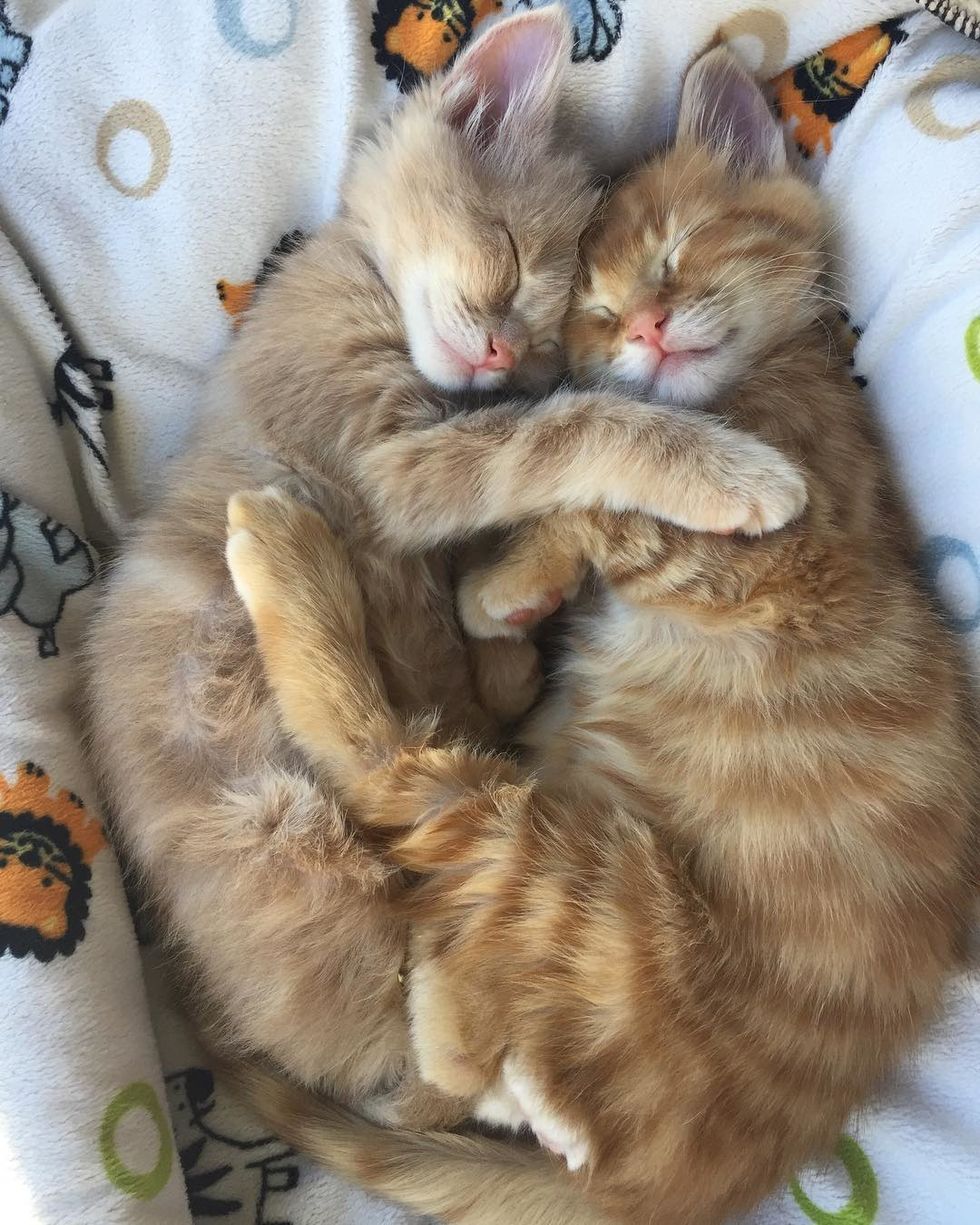 Woman Brings Kittens Back From the Brink and Raises Them into Gorgeous ...