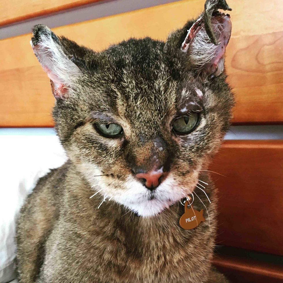 Cat Missing for a Decade Found His Way to His Family After California ...