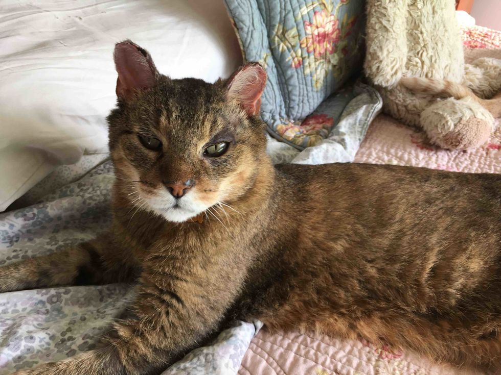 Cat Missing for a Decade Found His Way to His Family After California ...