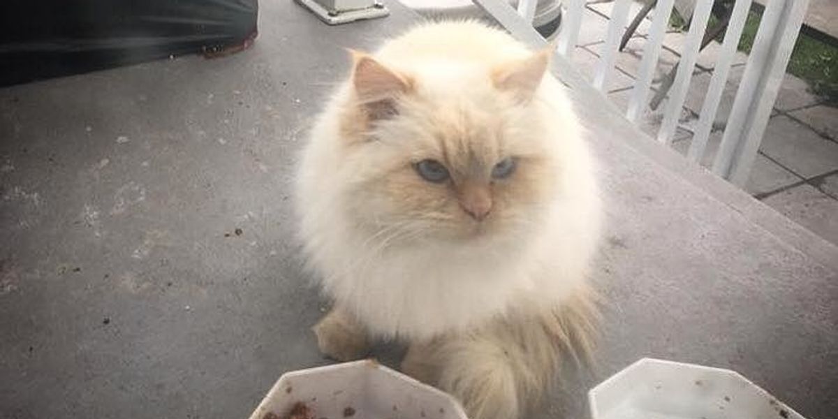 Fluffy Cat Wouldn't Let Anyone Near Her Until Rescuer Gave Her Help She ...