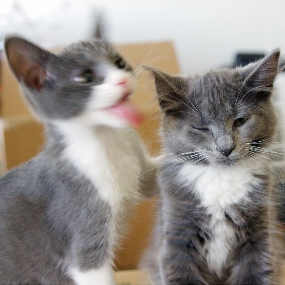 Runty Kitten Found Barely Hanging On, Got Second Chance and Grew To Be ...