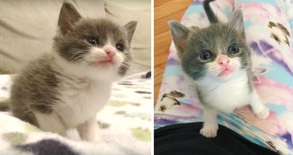Runty Kitten Found Barely Hanging On, Got Second Chance and Grew To Be ...