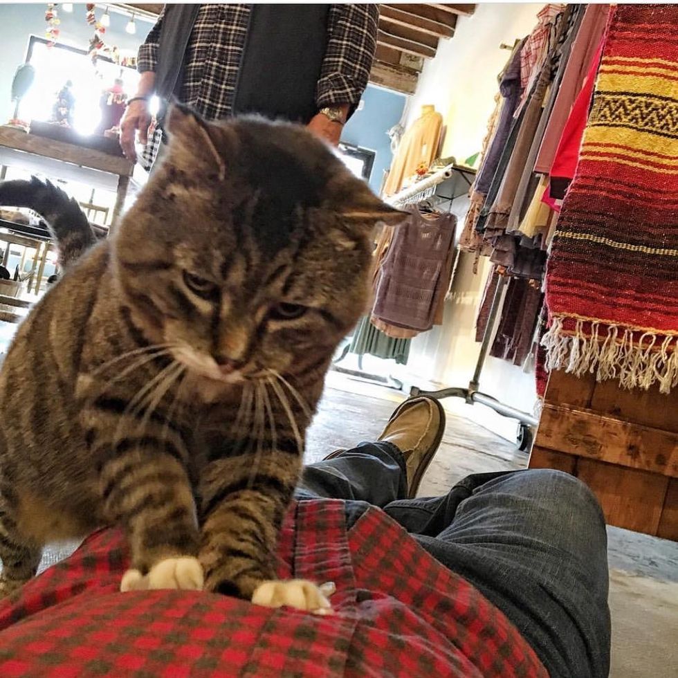 Stray Cat Decides to Be "Security Guard" for Store Whose Owner Saved ...