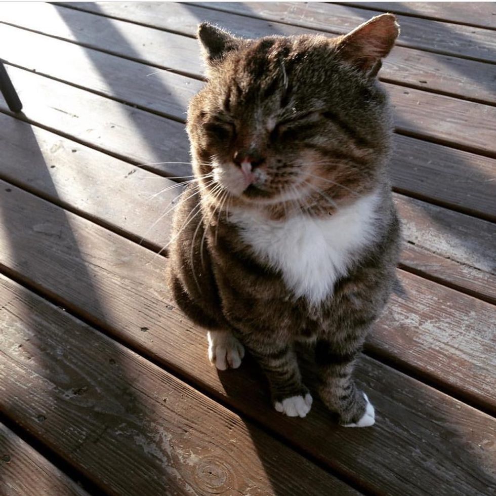 Stray Cat Decides to Be "Security Guard" for Store Whose Owner Saved ...