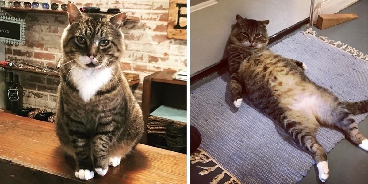 Stray Cat Decides to Be "Security Guard" for Store Whose Owner Saved ...