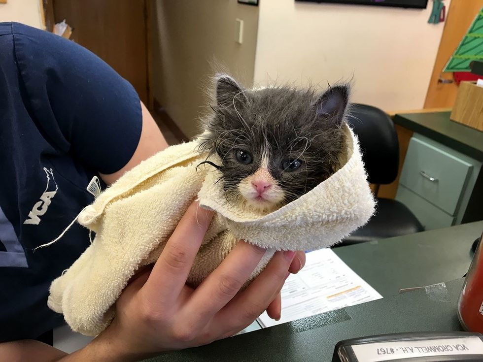 Wobbly Kitten Rejected at Birth, Finds Happiness Through Those Who ...