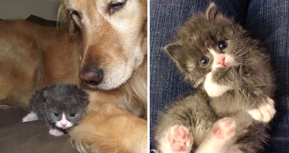Wobbly Kitten Rejected at Birth, Finds Happiness Through Those Who ...
