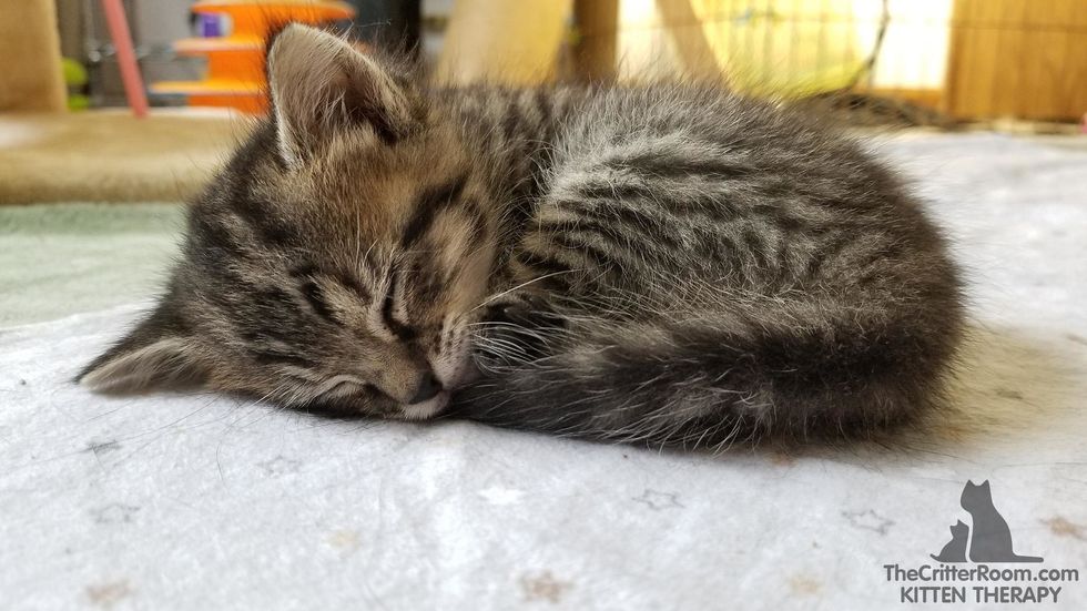 Kitten Born 4 Days After Others, Never Leaves Cat Mother's Side, Now 4 ...