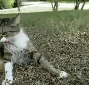 Wobbly Cat Given Up to Shelter Finds Someone Who Loves Him Just the Way ...