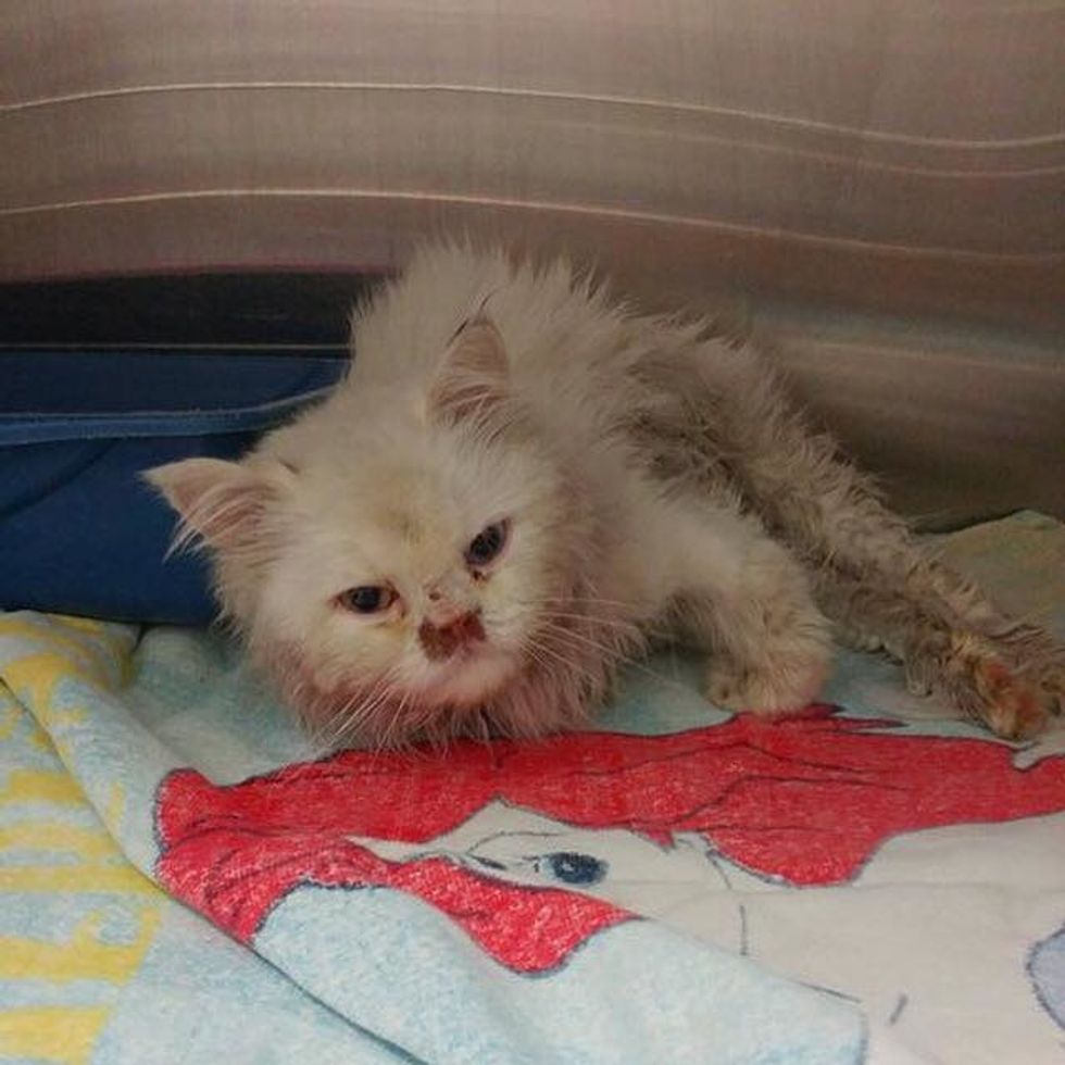 Scraggly Cat Found on the Edge of Highway Gets Her Glorious Fluff Back ...