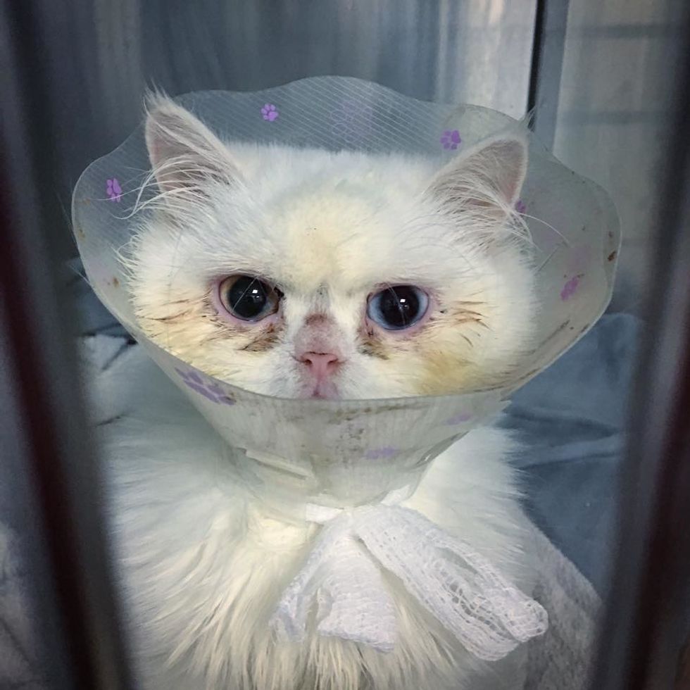 Scraggly Cat Found on the Edge of Highway Gets Her Glorious Fluff Back ...