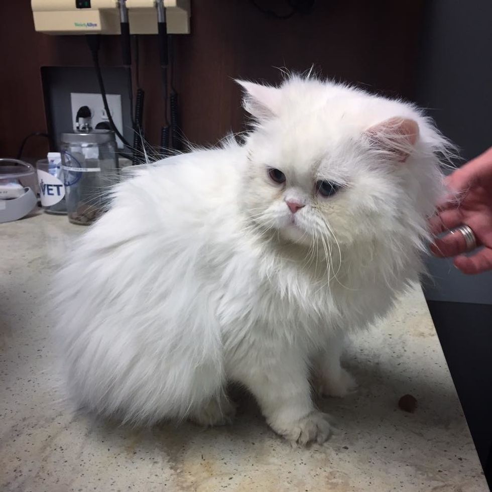 Scraggly Cat Found on the Edge of Highway Gets Her Glorious Fluff Back ...