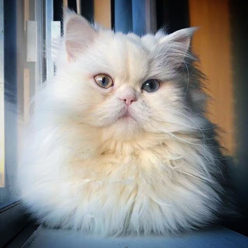 Scraggly Cat Found on the Edge of Highway Gets Her Glorious Fluff Back ...