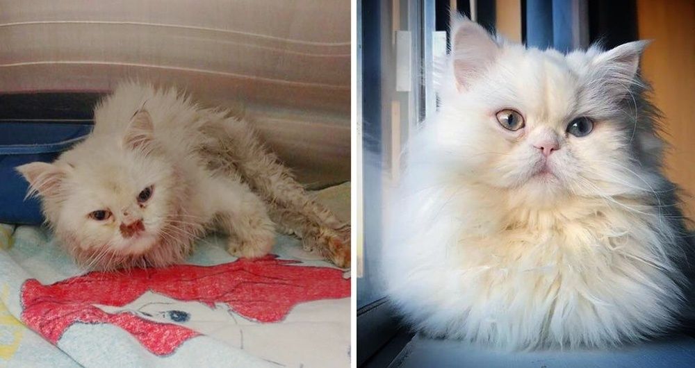 Scraggly Cat Found on the Edge of Highway Gets Her Glorious Fluff Back ...