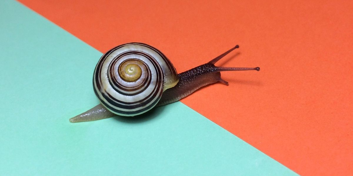 The 10 Best Snail Slime Products for Your Face - PAPER Magazine