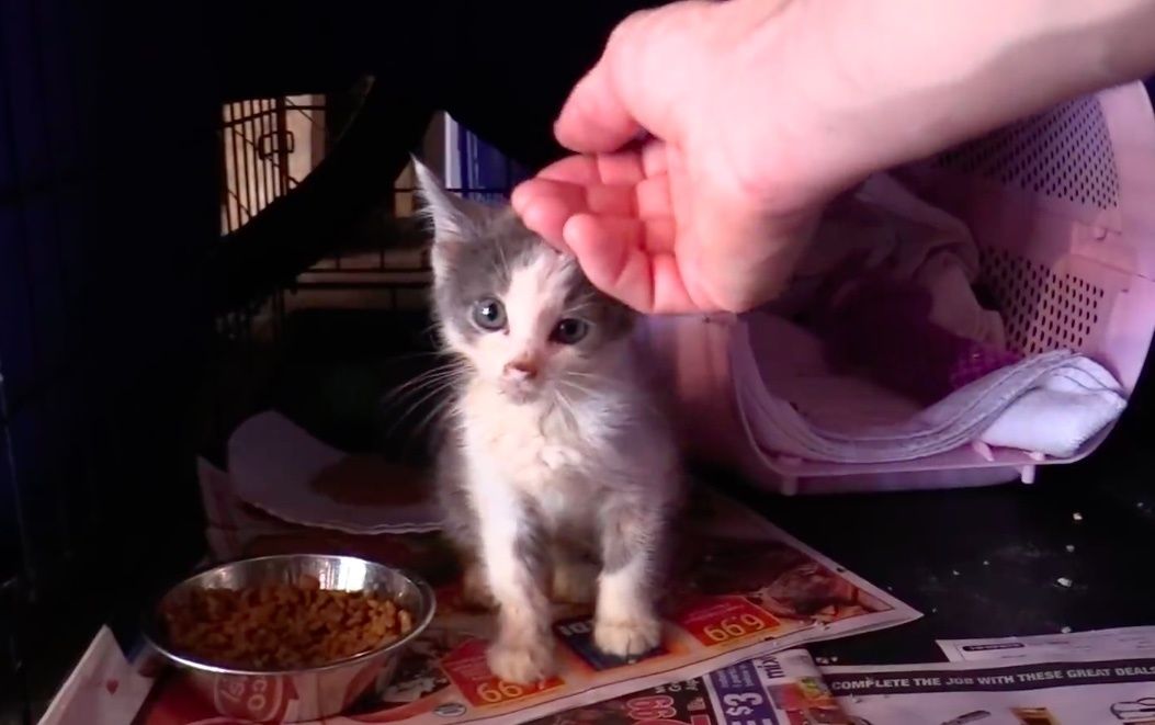 Cat Man and Team Bring Kitten Back to Life and Help Her Find Her Meow ...