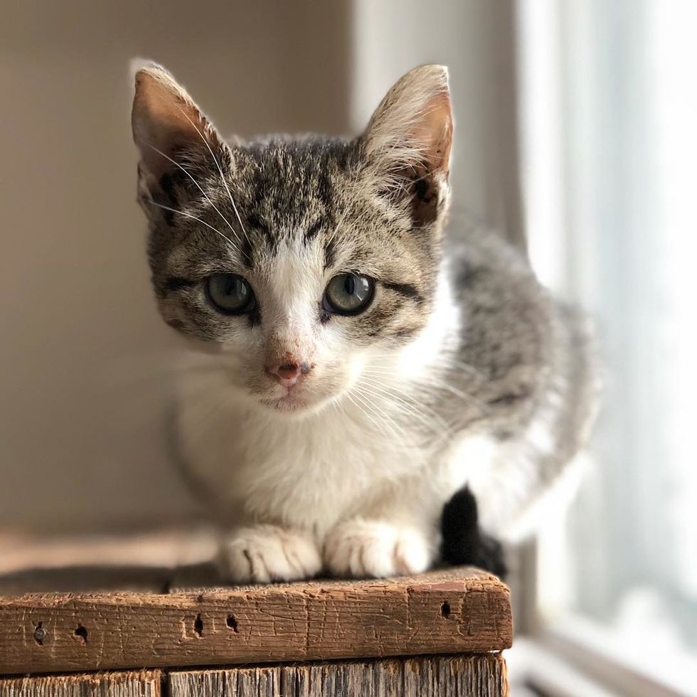 Street Kitten Delivered by Postal Worker Who Found Her Running In Front ...