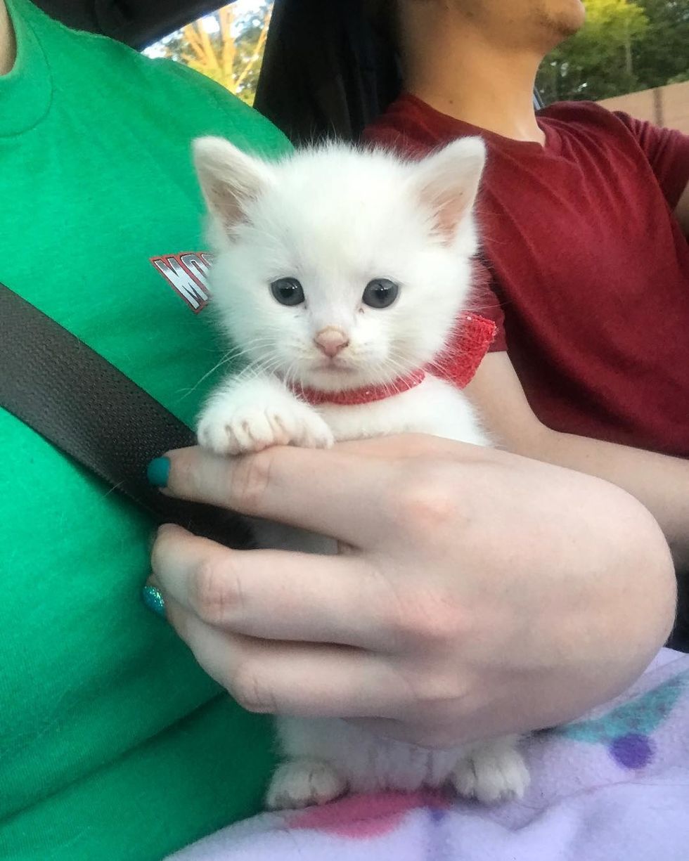 Kitten with Thumbs Found Love in Giant Dog Who Raised Him Into the ...