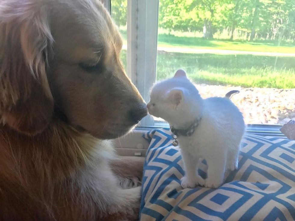 Kitten with Thumbs Found Love in Giant Dog Who Raised Him Into the ...