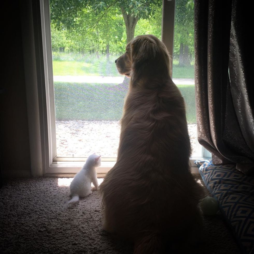 Kitten with Thumbs Found Love in Giant Dog Who Raised Him Into the ...