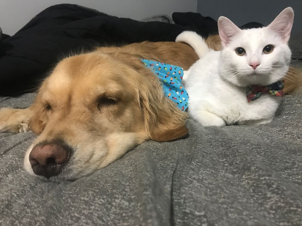 Kitten with Thumbs Found Love in Giant Dog Who Raised Him Into the ...