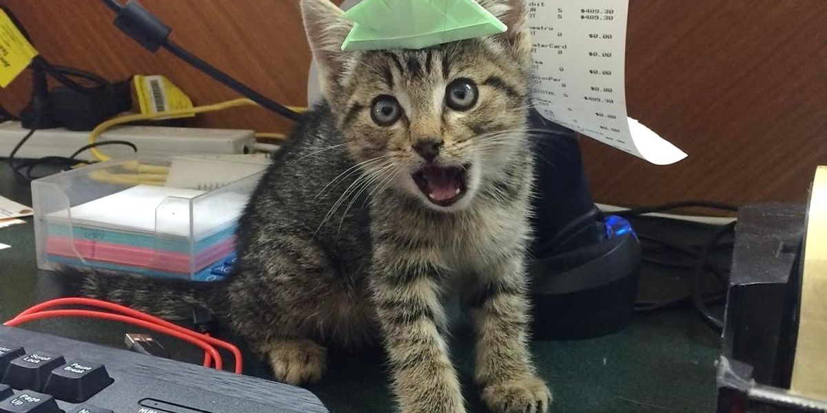 Hissy Kitten Experiences Love for the First Time and It Changes ...