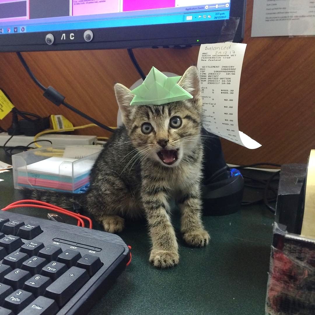 Hissy Kitten Experiences Love for the First Time and It Changes ...