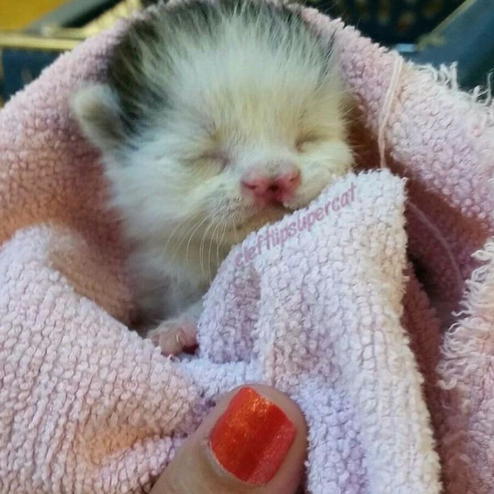 Kitten Born with Cleft Lip Saved At a Few Days Old and Grew to Be a ...