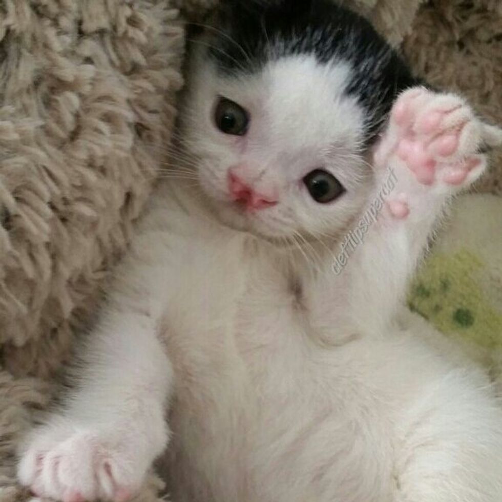 Kitten Born with Cleft Lip Saved At a Few Days Old and Grew to Be a ...