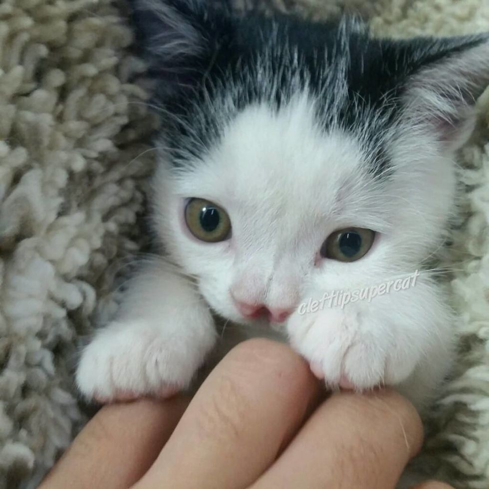 Kitten Born with Cleft Lip Saved At a Few Days Old and Grew to Be a ...