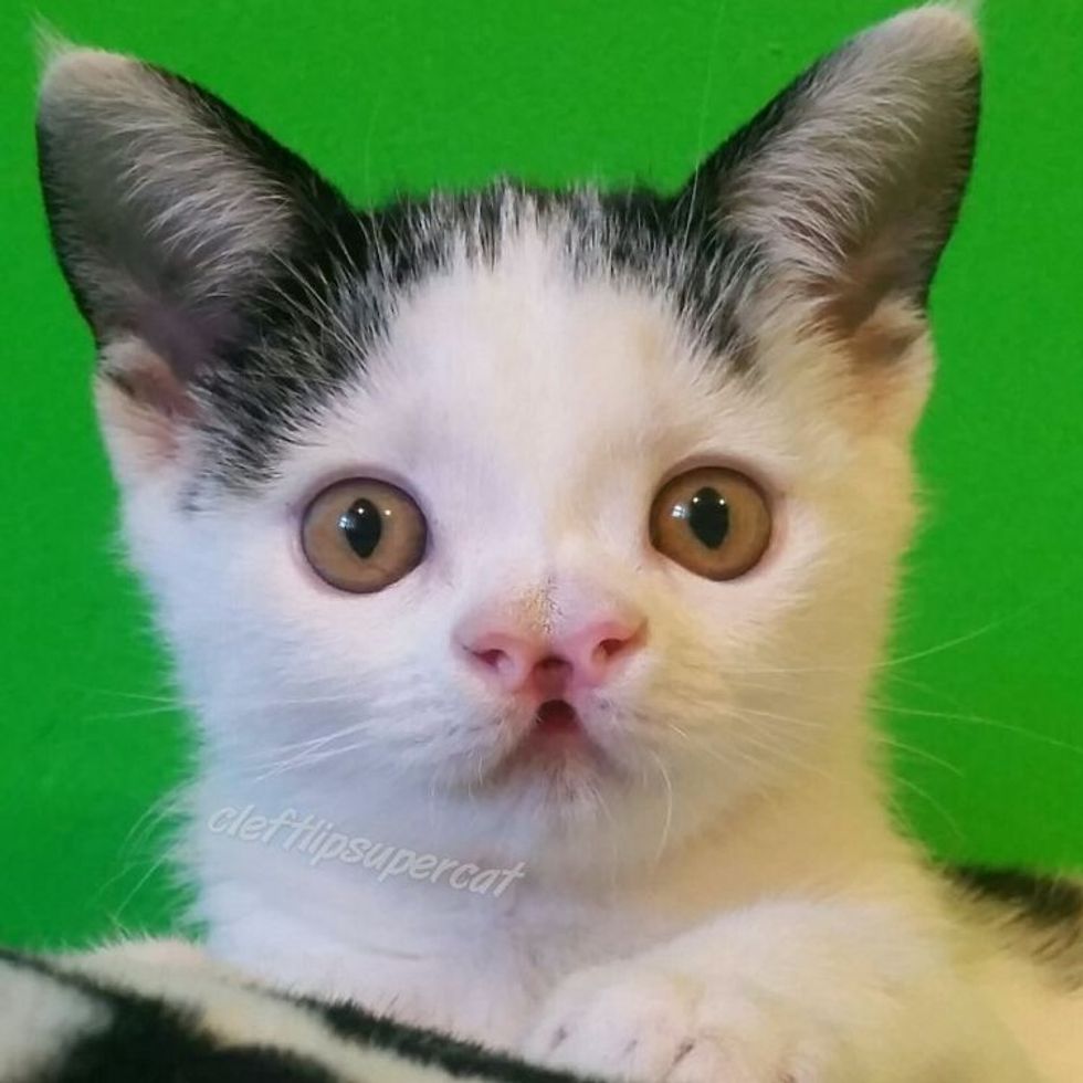 Kitten Born with Cleft Lip Saved At a Few Days Old and Grew to Be a ...