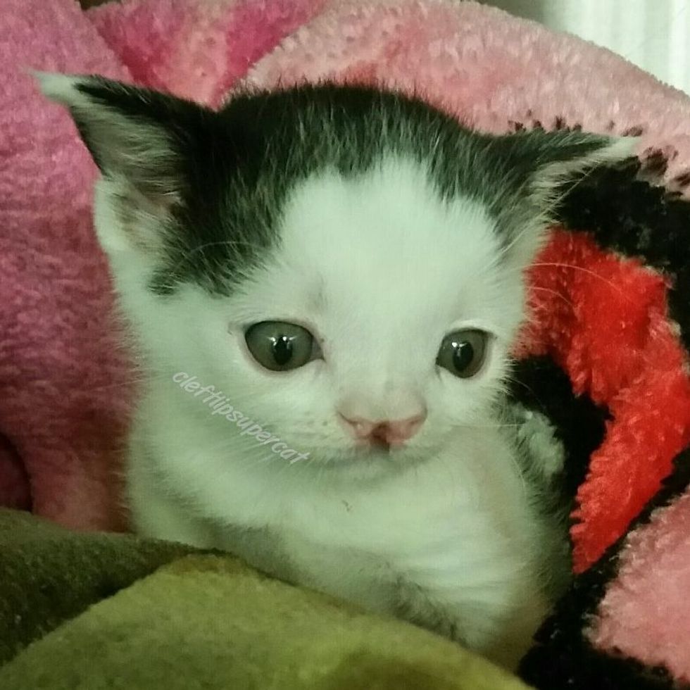Kitten Born with Cleft Lip Saved At a Few Days Old and Grew to Be a ...