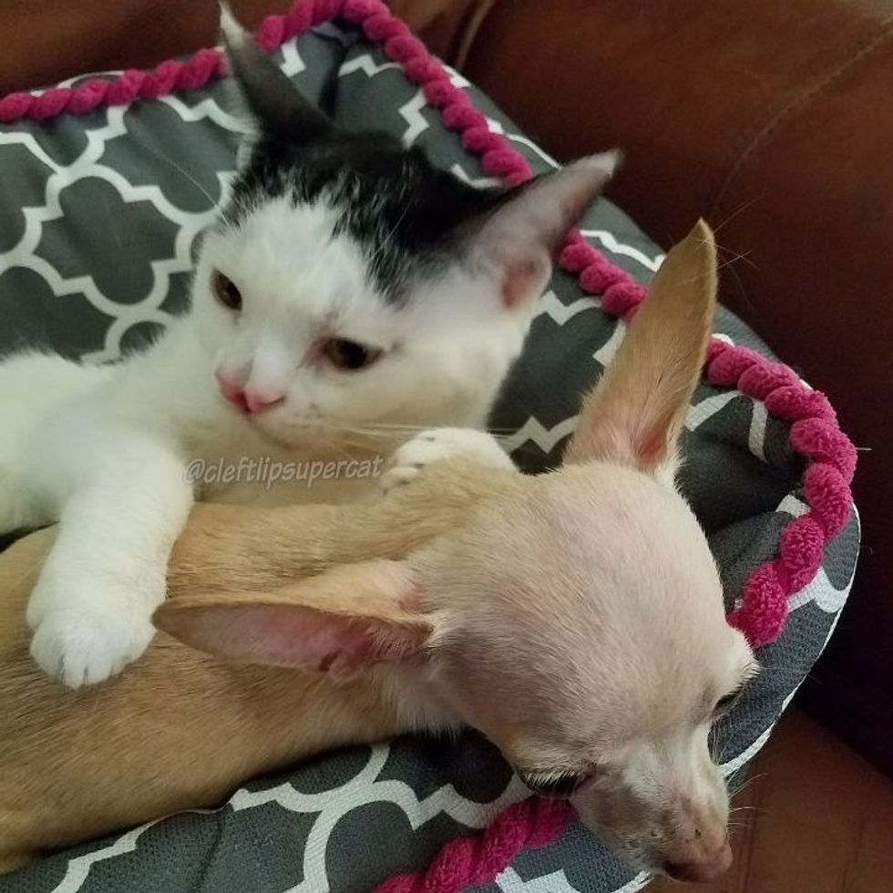 Kitten Born with Cleft Lip Saved At a Few Days Old and Grew to Be a ...