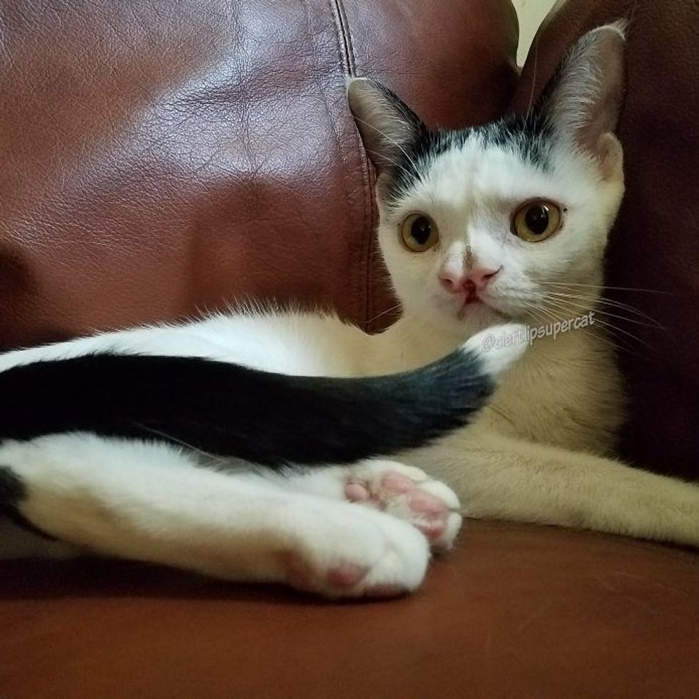Kitten Born with Cleft Lip Saved At a Few Days Old and Grew to Be a ...