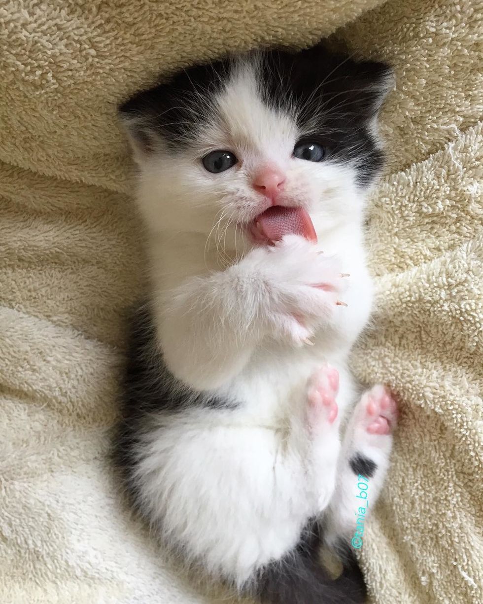 Lonely Kitten Rescued By Dog, Couldn't Stop Snuggling When Given a ...