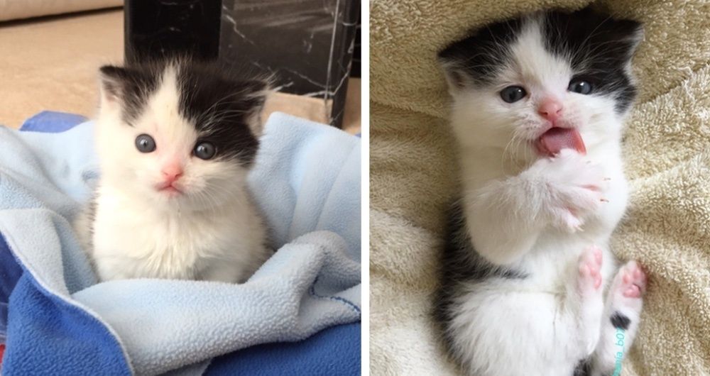 Lonely Kitten Rescued By Dog, Couldn't Stop Snuggling When Given a ...